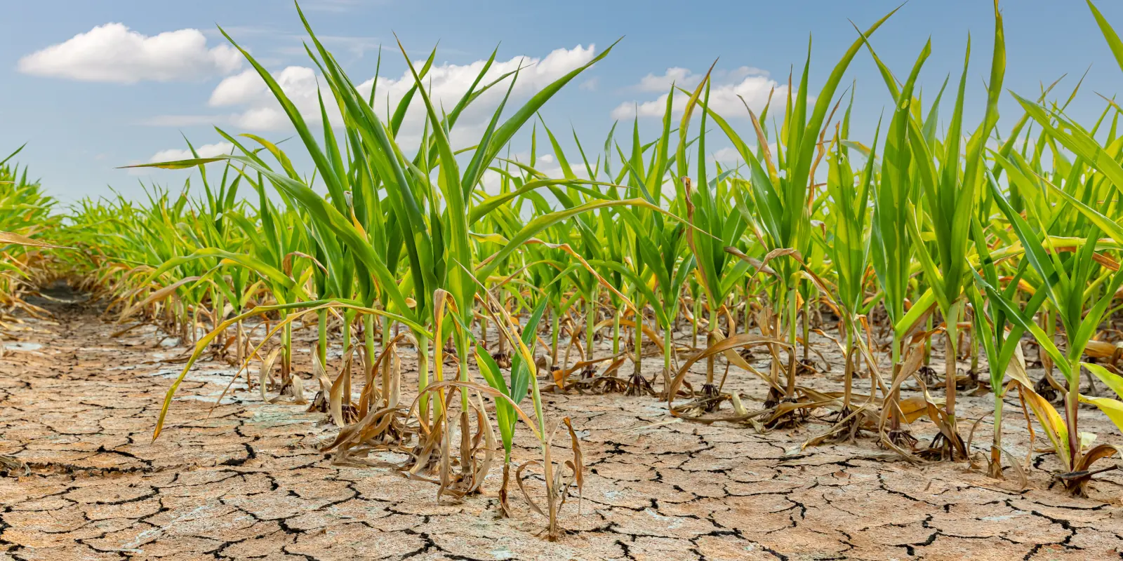 Climate Change and Land Acquisition | AcreValue