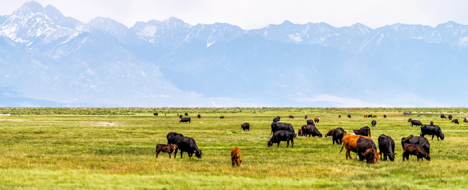 The Essential Guide to the Role of a Land Broker | AcreValue